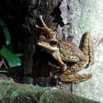 Twilight Frog Adventure in Kubah National Park - Exploring the Itinerary in Detail
