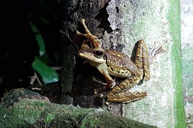 Twilight Frog Adventure in Kubah National Park - Exploring the Itinerary in Detail