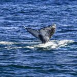 Twilight Tour with San Diego Natural History Museum Whalers - The Itinerary Breakdown