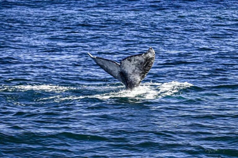 Twilight Tour with San Diego Natural History Museum Whalers - The Itinerary Breakdown