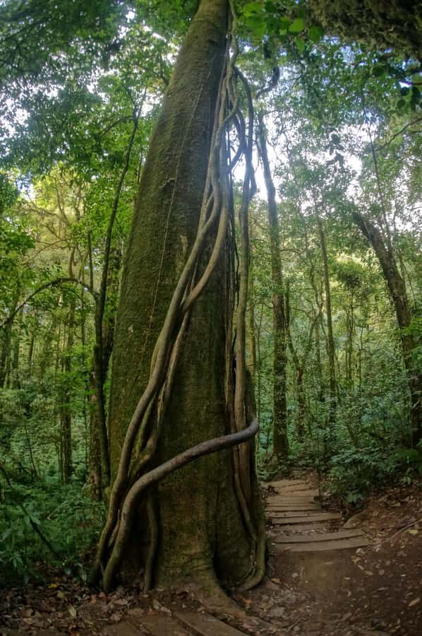 Two days Doi Inthanon national park - Who Would Enjoy This Tour?