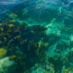 Two Stop Snorkel and Shipwreck from Dockyard - Who Will Love This Tour?