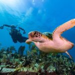 Two-Tank Morning Dive Trip for Certified Divers - Authentic Experiences from Travelers