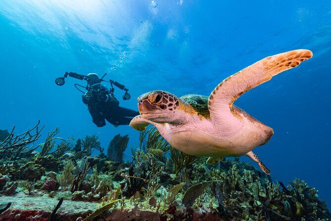 Two-Tank Morning Dive Trip for Certified Divers - Authentic Experiences from Travelers