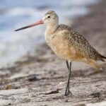 Tybee Island Marine Science Center Entry Ticket - A Closer Look at What to Expect at the Tybee Island Marine Science Center