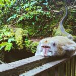 Ubud Adventure: Forest, Swing and Holy Spring - What’s Included and What to Consider