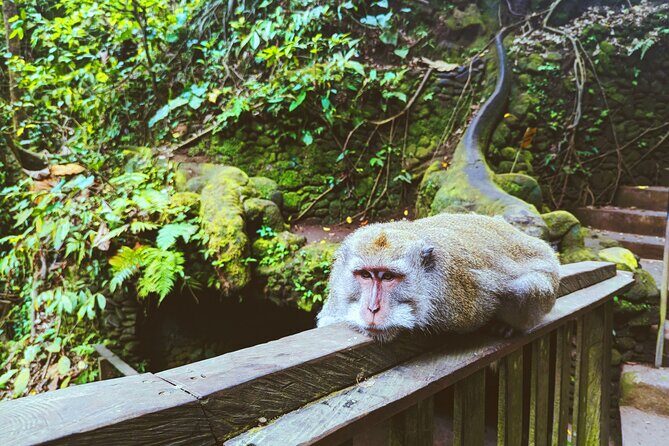 Ubud Adventure: Forest, Swing and Holy Spring - What’s Included and What to Consider