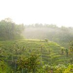 Ubud Adventure: Monkey Forest, Rice Terraces & Waterfalls - Practical Details & Tips