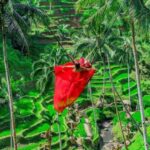 Ubud: Alas Harum, Temple, and Waterfall - Private Tour - An In-Depth Look at the Ubud Private Tour