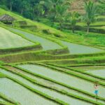 Ubud: Bali Swing, Tegalalang Rice Terrace & Ubud Palace & Market - The Sum Up