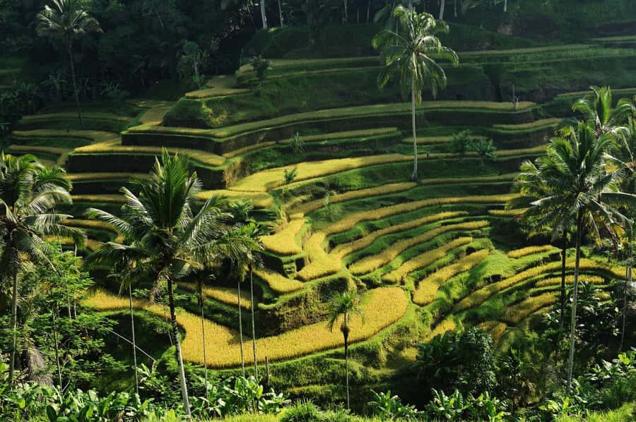 Ubud: Bali's 3 Epic Waterfall, Rice Terrace, and Temple Tour - The Sum Up: Who Should Consider This Tour?