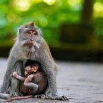 Ubud: Best of Ubud Private Day Tour with Local Guide - Authentic Encounters and Genuine Insights