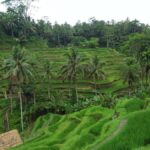 Ubud: Campuhan Ridge Walk, Tegallalang Rice Terrace & More - Practical Insights and What to Expect