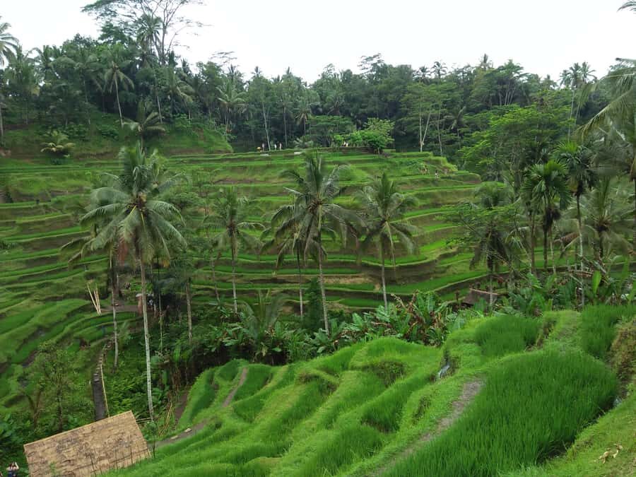 Ubud: Campuhan Ridge Walk, Tegallalang Rice Terrace & More - Practical Insights and What to Expect