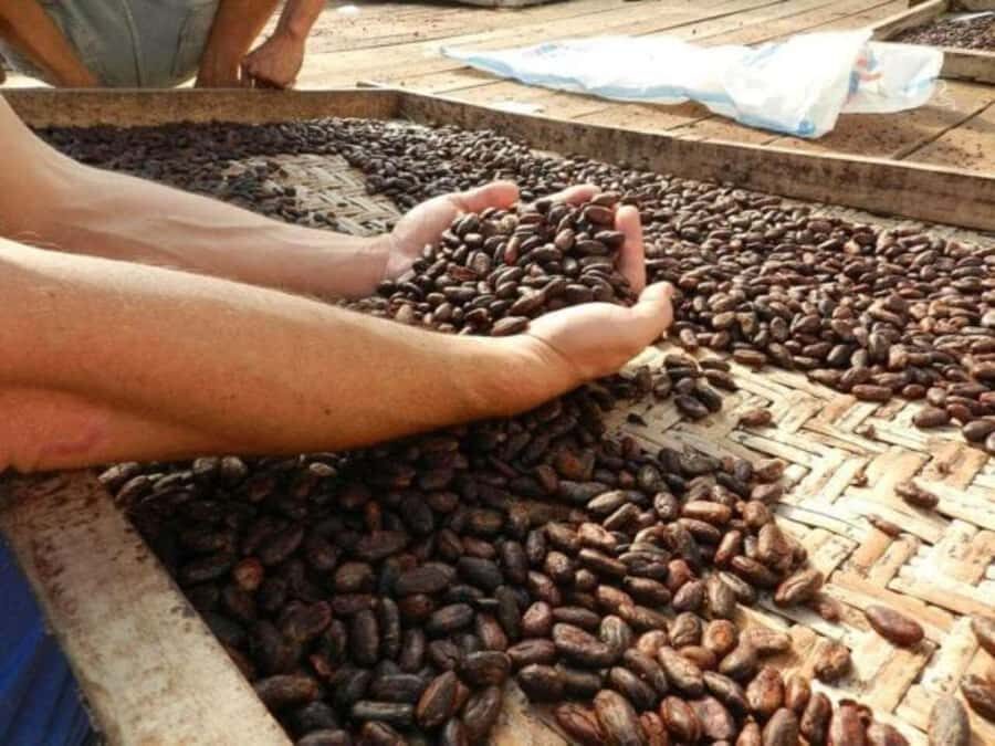 Ubud: Chocolate Workshop, Class & Tasting - The Experience in Detail