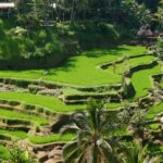 Ubud: Classic VW Safari to Waterfall, Swing & Rice Terraces - Waterfall Wonder: Tibumana