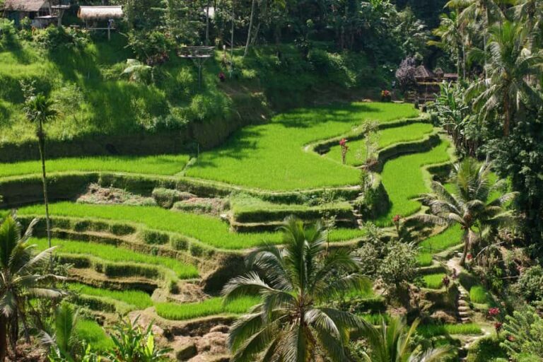 Ubud: Classic VW Safari to Waterfall, Swing & Rice Terraces - Waterfall Wonder: Tibumana