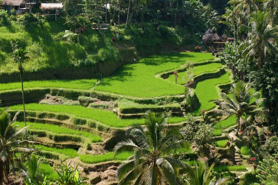 Ubud: Classic VW Safari to Waterfall, Swing & Rice Terraces - Waterfall Wonder: Tibumana