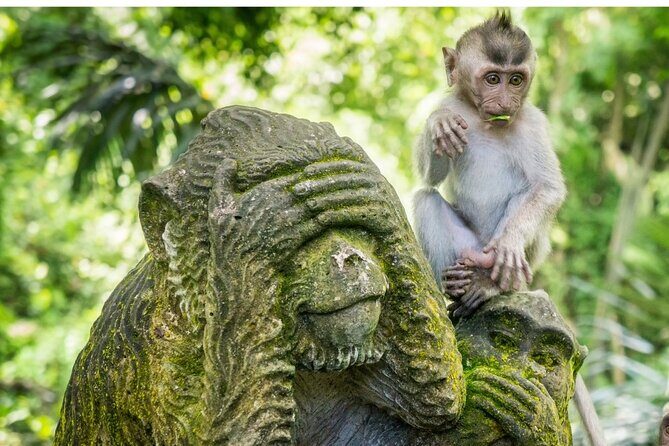 Ubud Culture Fullday Tour - What Travelers Say and Why It Matters