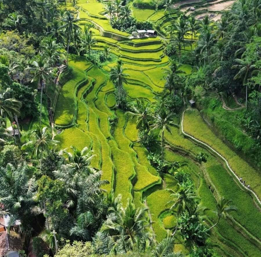 Ubud: Customised private day trip with personal driver - Who Should Consider This Tour?