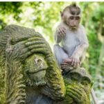 Ubud: Customised Ubud Tour with Private Driver Experience - Who Is This Tour Best For?