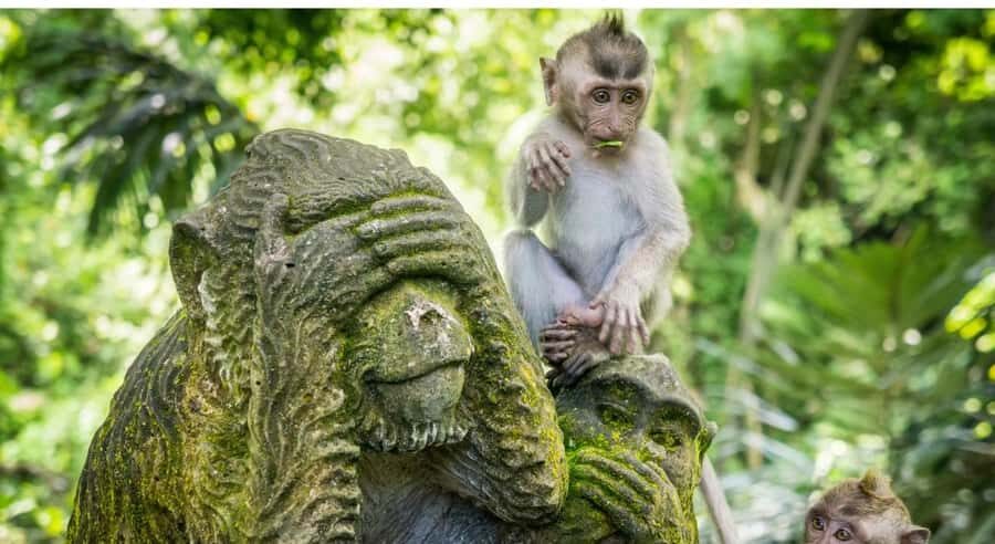 Ubud: Customised Ubud Tour with Private Driver Experience - Who Is This Tour Best For?