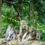 Ubud Day Tour: Sacred Monkey Forest, Rice Terraces and Waterfall - Authentic Experiences and What Travelers Say