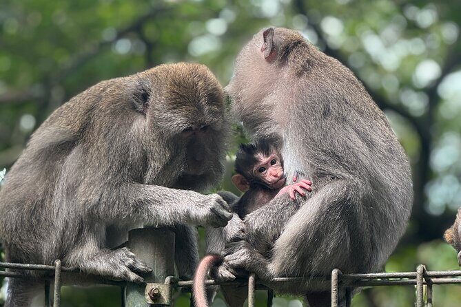 Ubud Day Tour with Private Car & Local Driver - In-Depth Look at the Itinerary