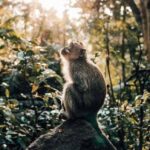 Ubud: Highlight Nature Wildlife, Swing & Waterfall - Transportation, Group Size, and Cost