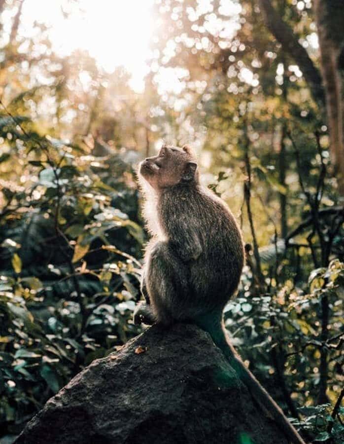 Ubud: Highlight Nature Wildlife, Swing & Waterfall - Transportation, Group Size, and Cost