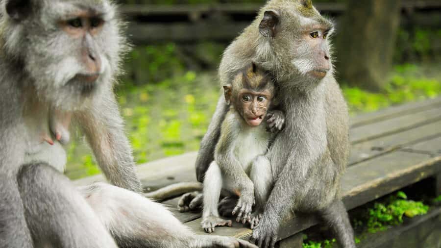 Ubud: Highlights Tour with Soul Purification at Tirta Empul - What to Expect from the Ubud Highlights Tour