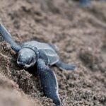 Ubud: Horse Ride, Turtle Conservation Visit & Waterfall Tour - Practical Details and What to Expect