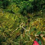 Ubud: Monkey Forest and Pakudui Rice Terrace Tour - Detailed Breakdown of the Itinerary