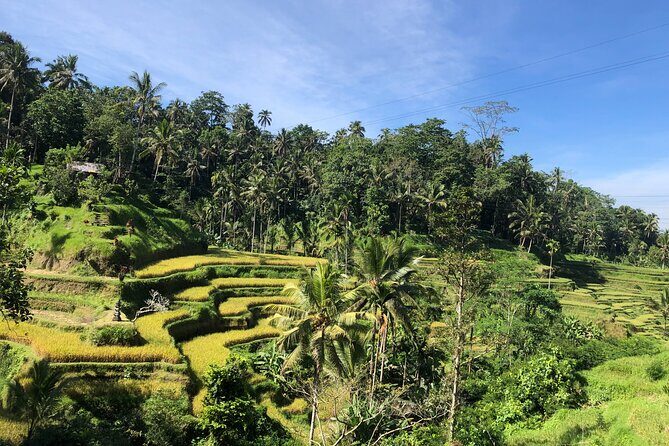 Ubud : Monkey Forest, Rice Terrace, Waterfall, Swing - Who Should Consider This Tour?