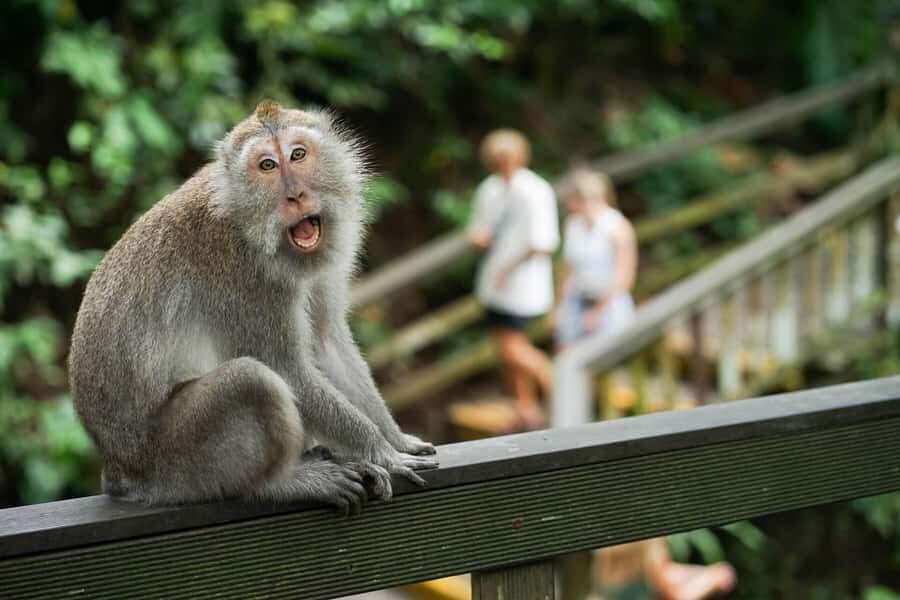 Ubud: Monkey Forest, Rice Terraces, and Swing Day Tour - Who Will Love This Tour?