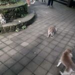 Ubud: Monkey Forest, Rice Terraces, and Waterfall - Analyzing the Value