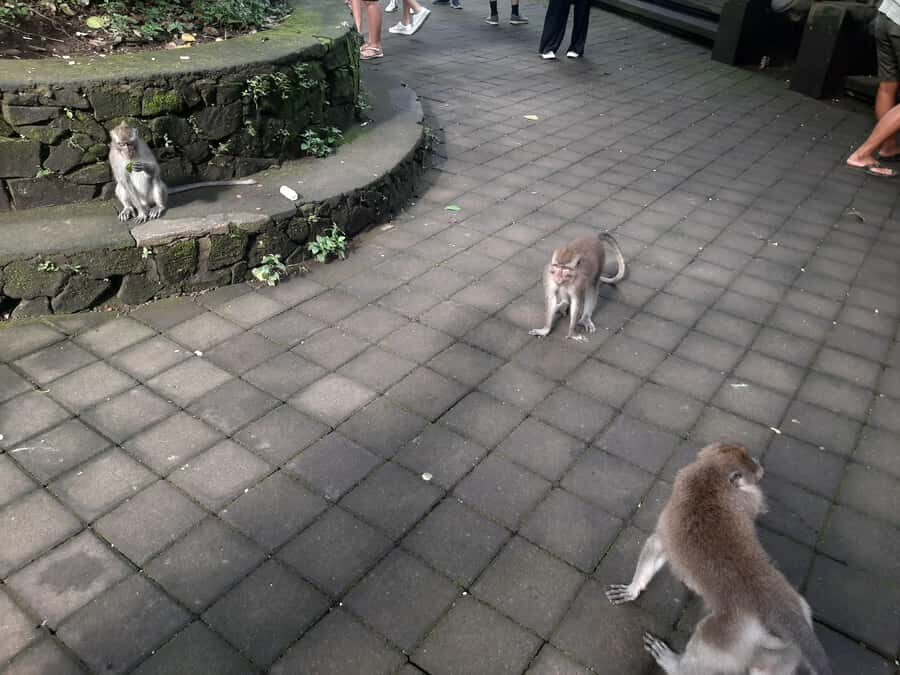 Ubud: Monkey Forest, Rice Terraces, and Waterfall - Analyzing the Value