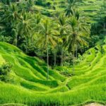 Ubud: Monkey Forest, Tegalalang, Tirta Empul, Waterfall Tour - Practicalities and What to Know