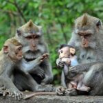 Ubud Monkey Forest, Temple, Rice Terraces, Hidden Waterfall - The Itinerary Breakdown