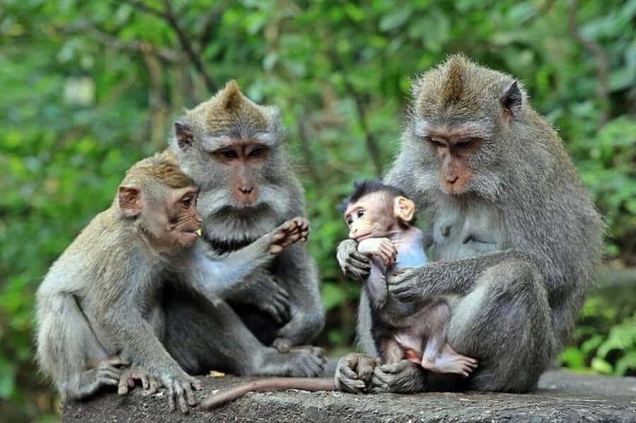 Ubud Monkey Forest, Temple, Rice Terraces, Hidden Waterfall - The Itinerary Breakdown