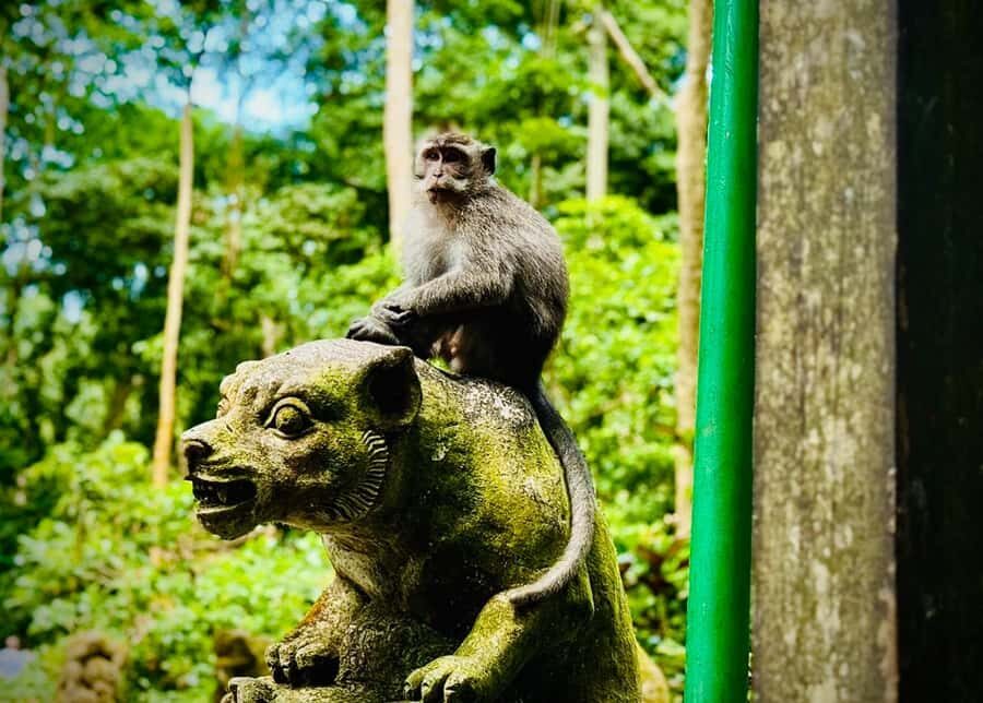 Ubud: Monkey Forest Tour - Macaques, Temples & Bridges - Who Is This Tour Perfect For?