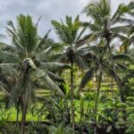 Ubud: Private Fullday Tour with Flexible Itenarary - Detailed Breakdown of the Itinerary