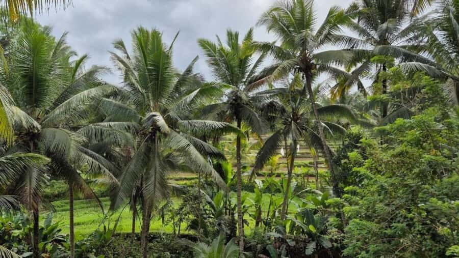 Ubud: Private Fullday Tour with Flexible Itenarary - Detailed Breakdown of the Itinerary
