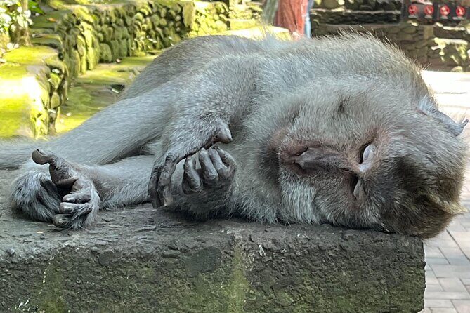 Ubud Private Nature and Temple Tour - Practical Details and What to Expect