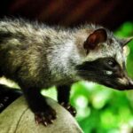 Ubud: Private Tour Waterfall, Rice Terraces & Monkey Forest - Practicalities and Value