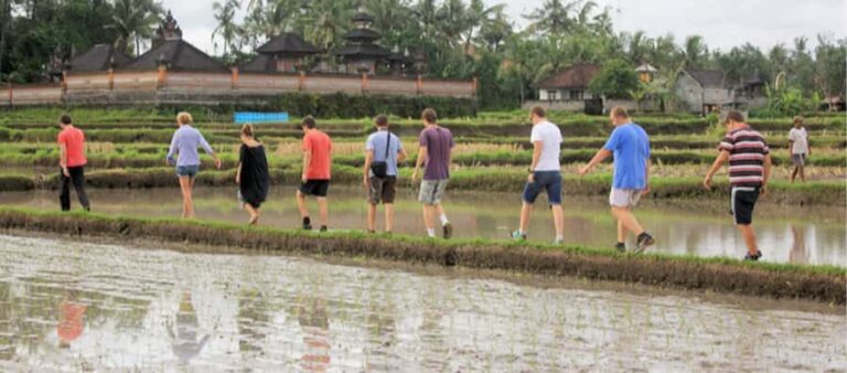Ubud: Rice Field Trekking Tour with Guide and Drink - Value and Considerations