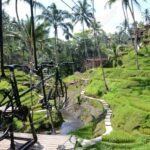 Ubud: Sky Bike Adventure, Swing & Rice Terrace with Transfer - What to Expect During the Tour