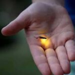 Ubud: Taro Village Firefly Excursion with a Vegetarian Meal - Real-World Insights from Reviews