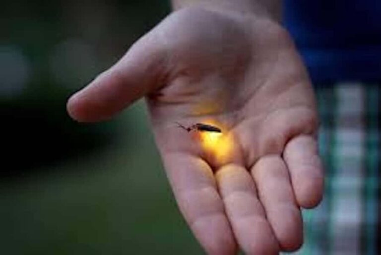 Ubud: Taro Village Firefly Excursion with a Vegetarian Meal - Real-World Insights from Reviews