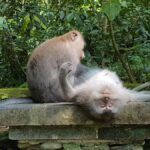 Ubud Top tour in a day - Practical Considerations